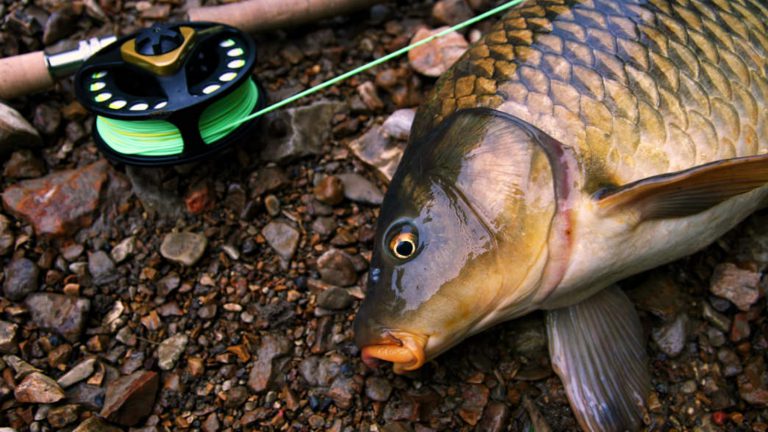 An Insider's Guide to the Fly Fishing Scene in Northeast Tennessee ...